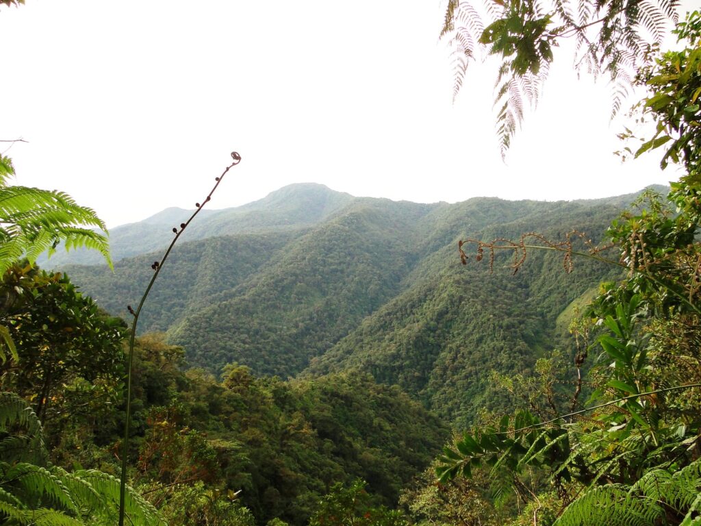 501 especies de aves registradas en la cordillera del Kutukú, en Morona ...
