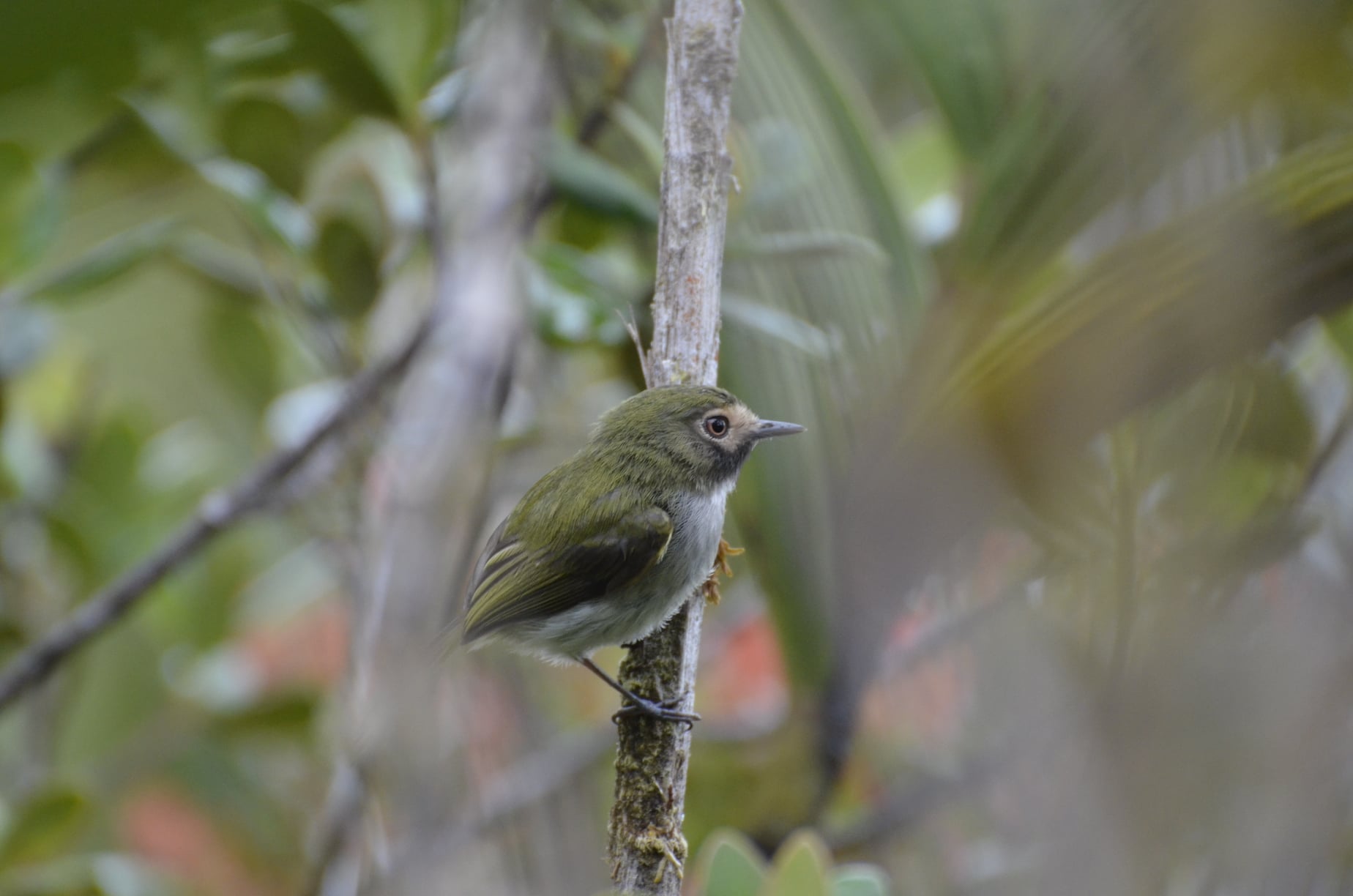 501 especies de aves registradas en la cordillera del Kutukú, en Morona ...