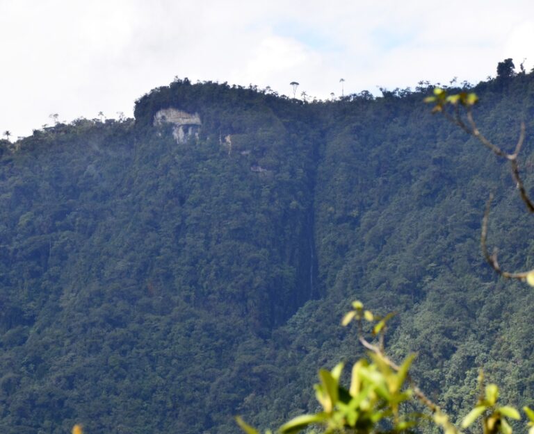 Mindomys kutuku, es el nombre de la nueva especie de roedor descrita en ...
