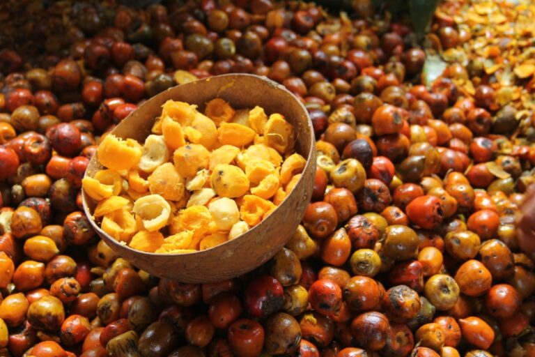 Descubre los secretos del Festival de la Chonta - Exprésate Morona Santiago