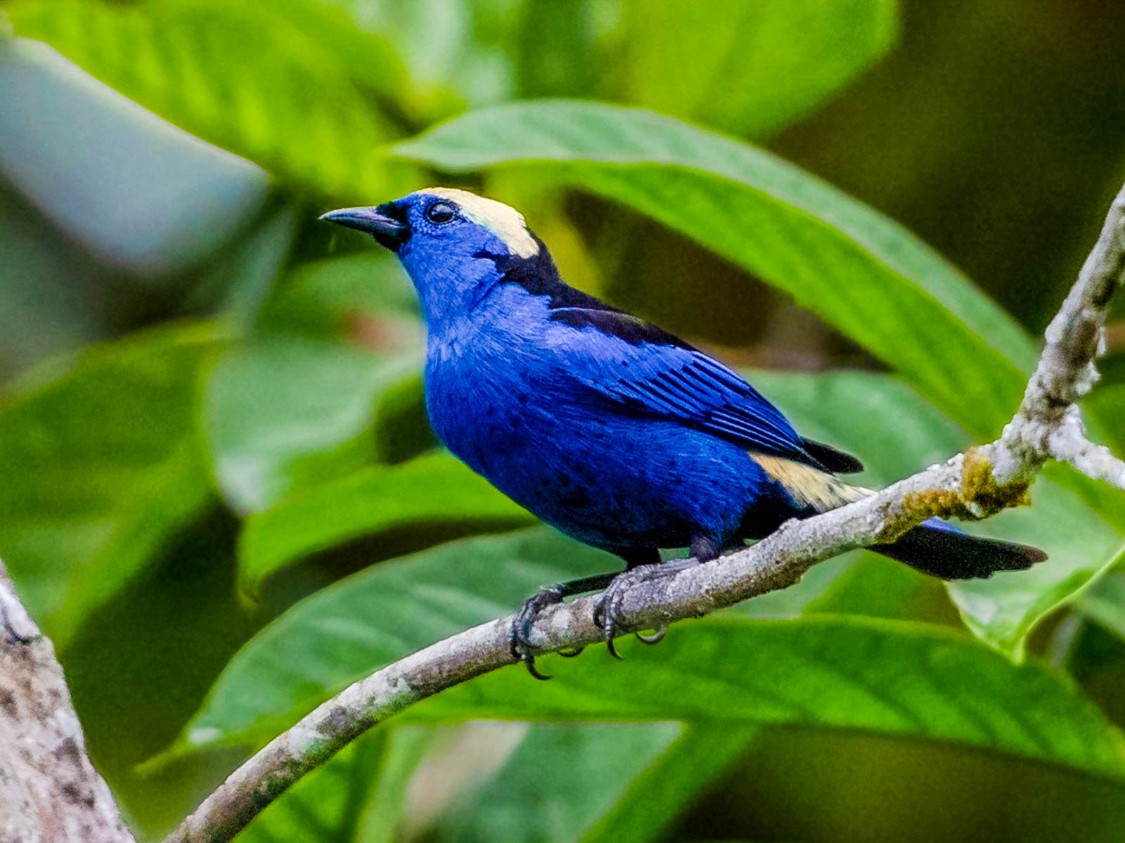 Presentan la primera "Guía de Aves" en el cantón Palora - Exprésate ...