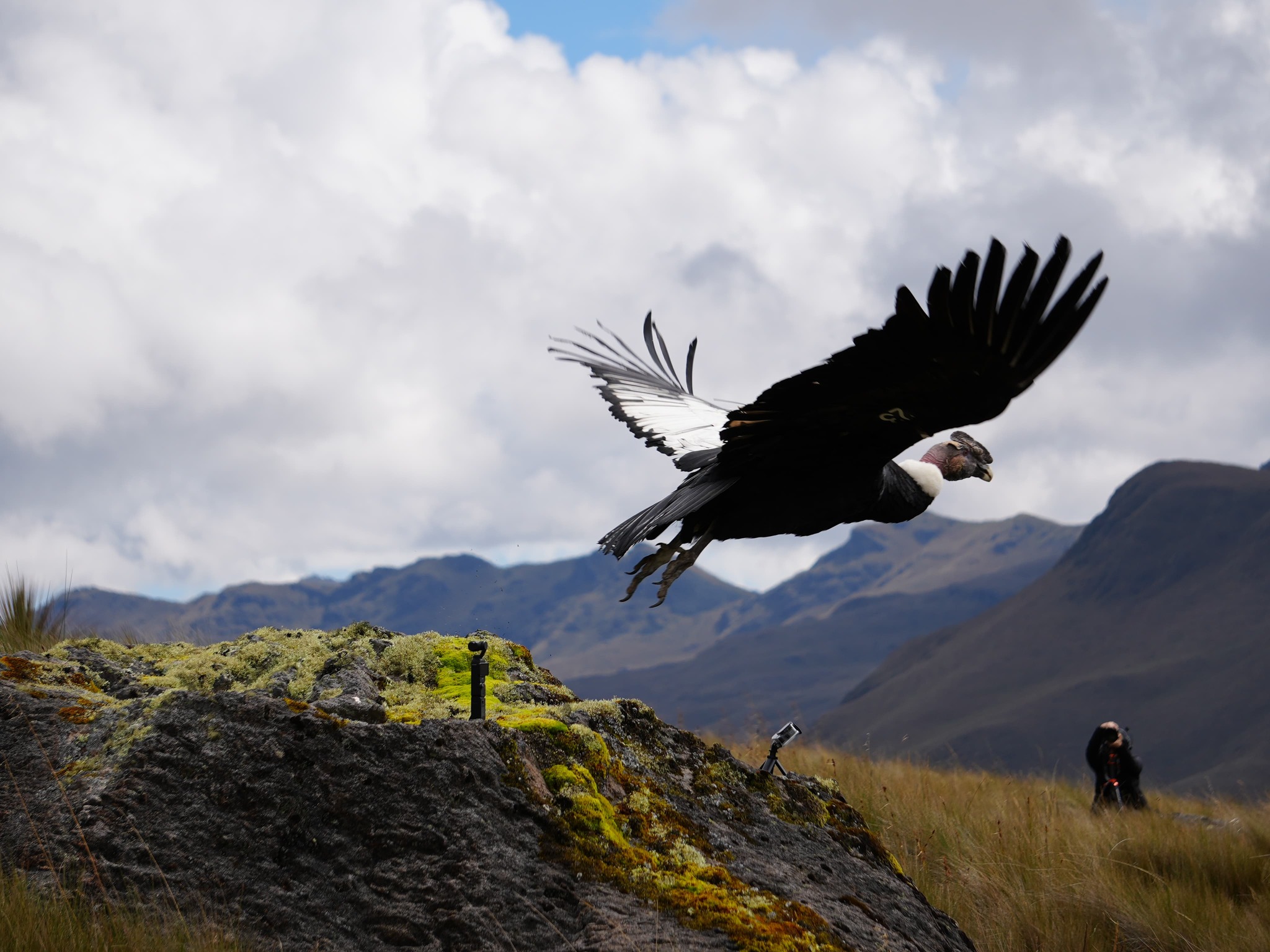 Cóndor andino nacido con técnicas de crianza asistida en Cuenca ...